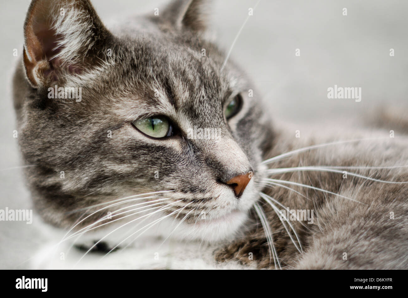 Grey cat green eyes hi-res stock photography and images - Alamy