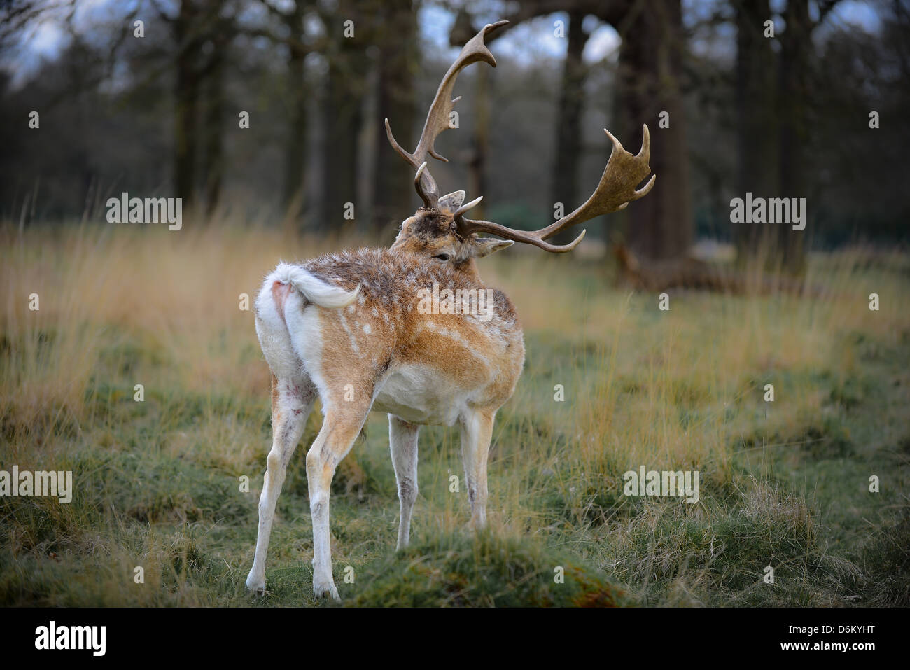 Red deer stag winter coat hi-res stock photography and images - Alamy
