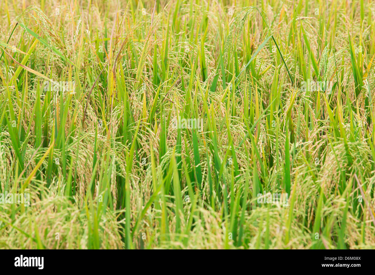 Rice fields in thai Stock Photo - Alamy