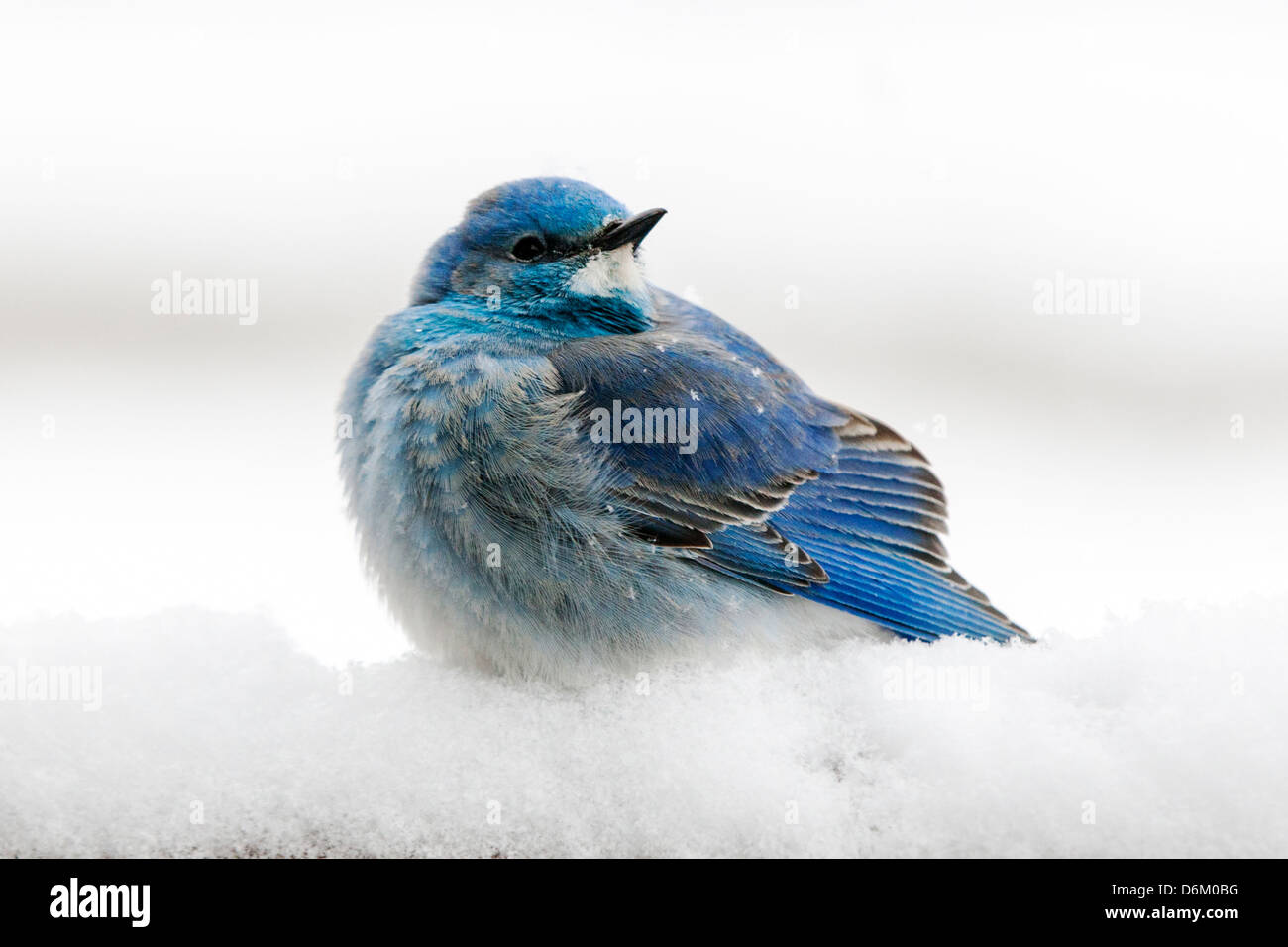 Bluebird sign hi-res stock photography and images - Alamy