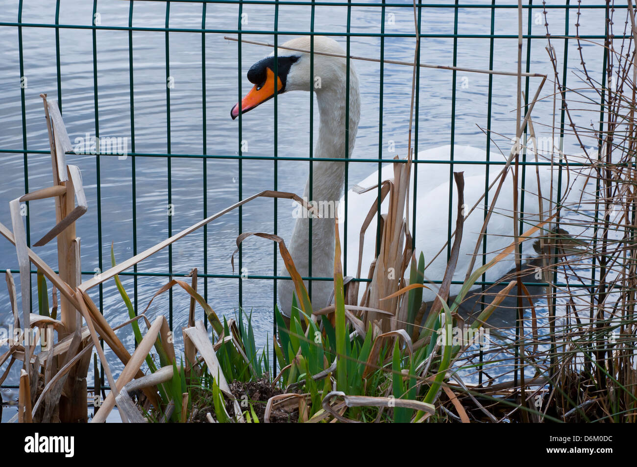 Swan behind fence Stock Photo - Alamy