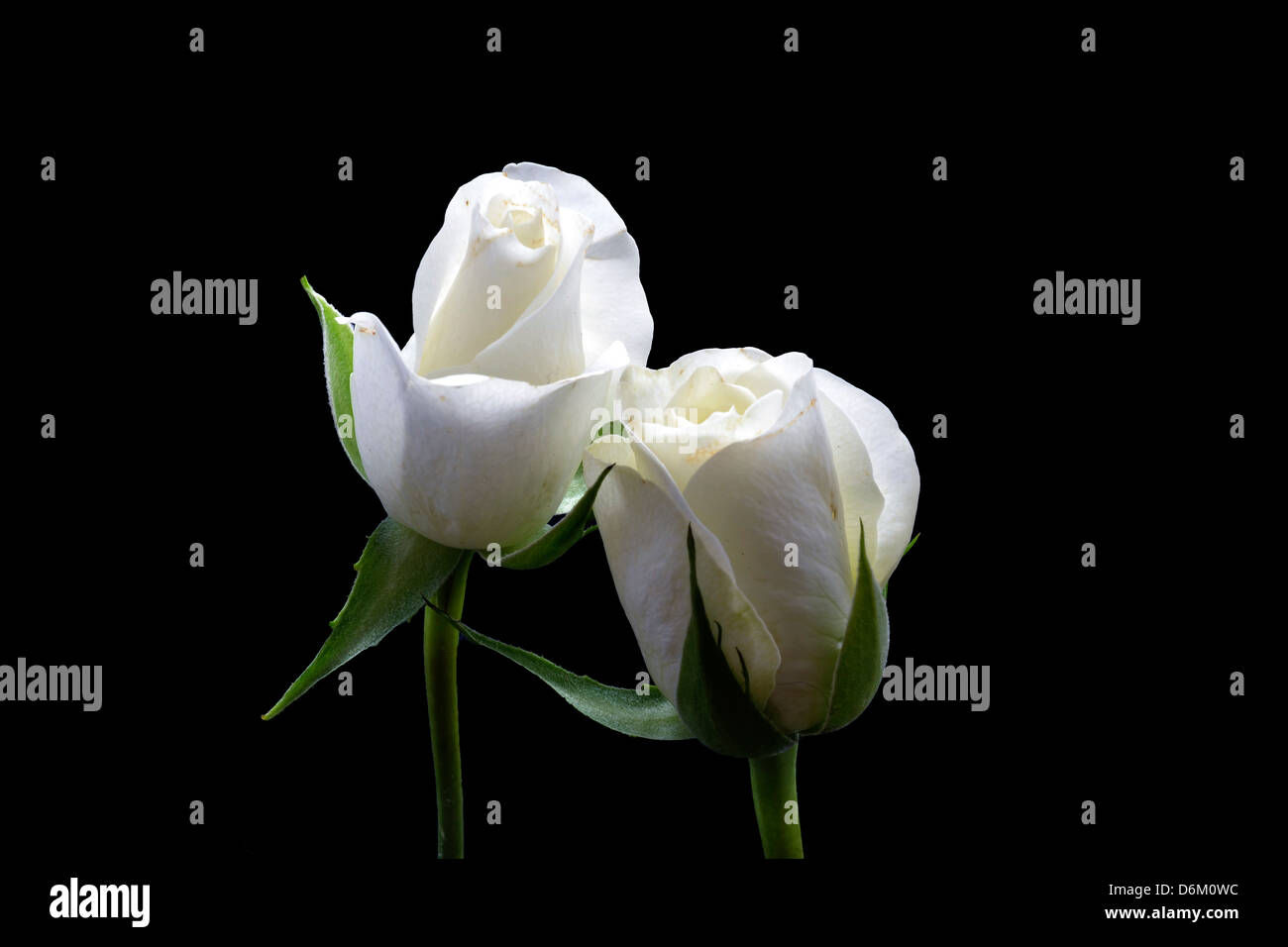 two white roses buds Stock Photo - Alamy