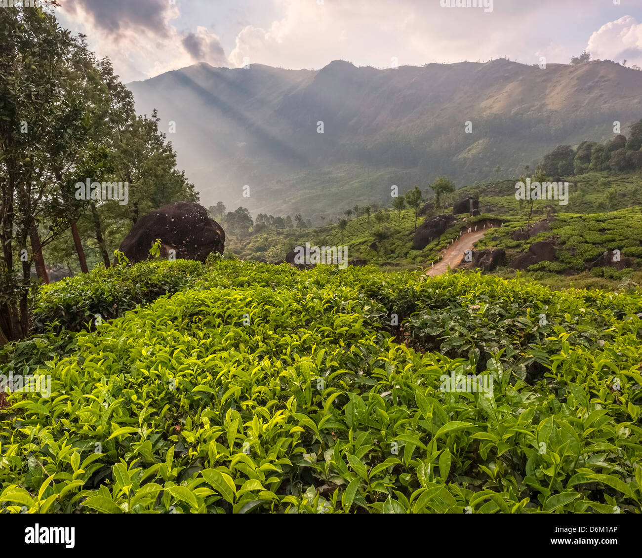 Kannan devan hills hi-res stock photography and images - Alamy