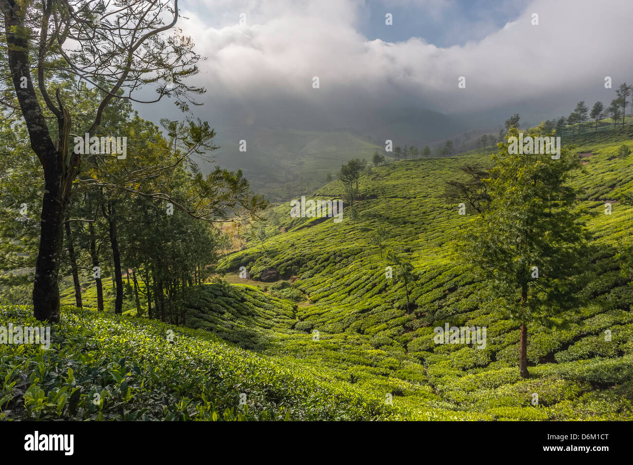 Tea plantation in undulating landscape with Kannan Devan Hills as ...