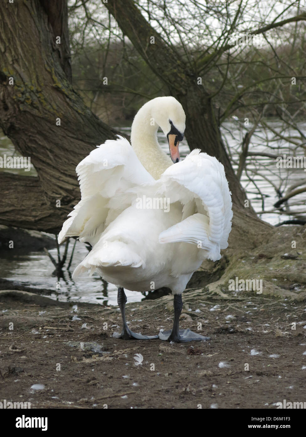 Reading swan hi-res stock photography and images - Alamy