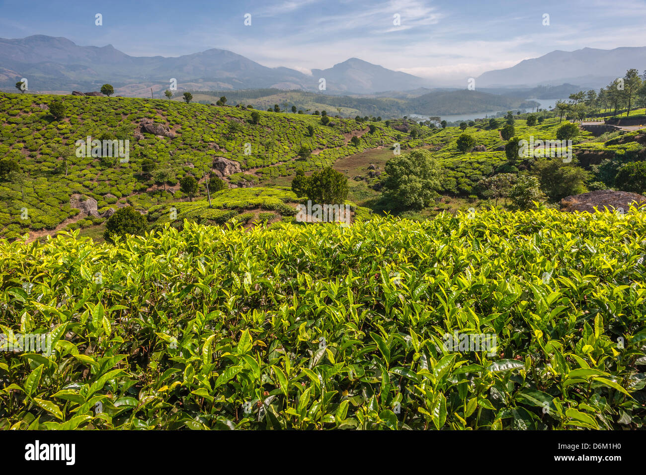Tea plantation in undulating landscape with Kannan Devan Hills as ...