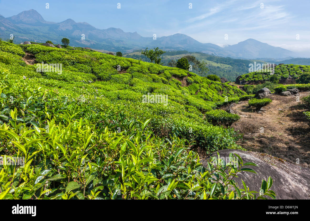 Kannan devan tea hi-res stock photography and images - Alamy