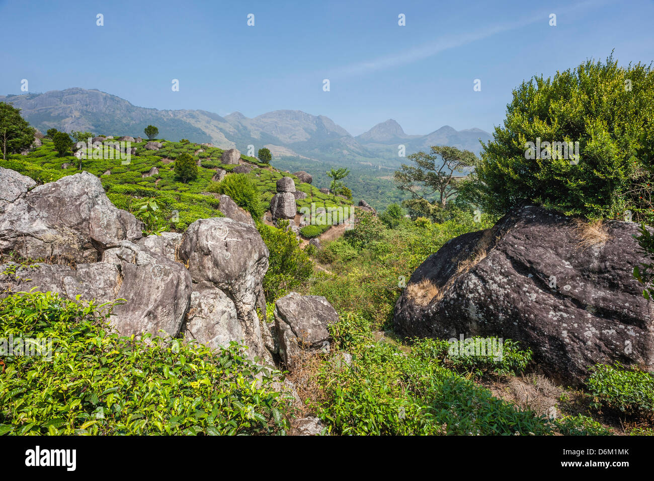 Tea plantation in undulating landscape with Kannan Devan Hills as ...
