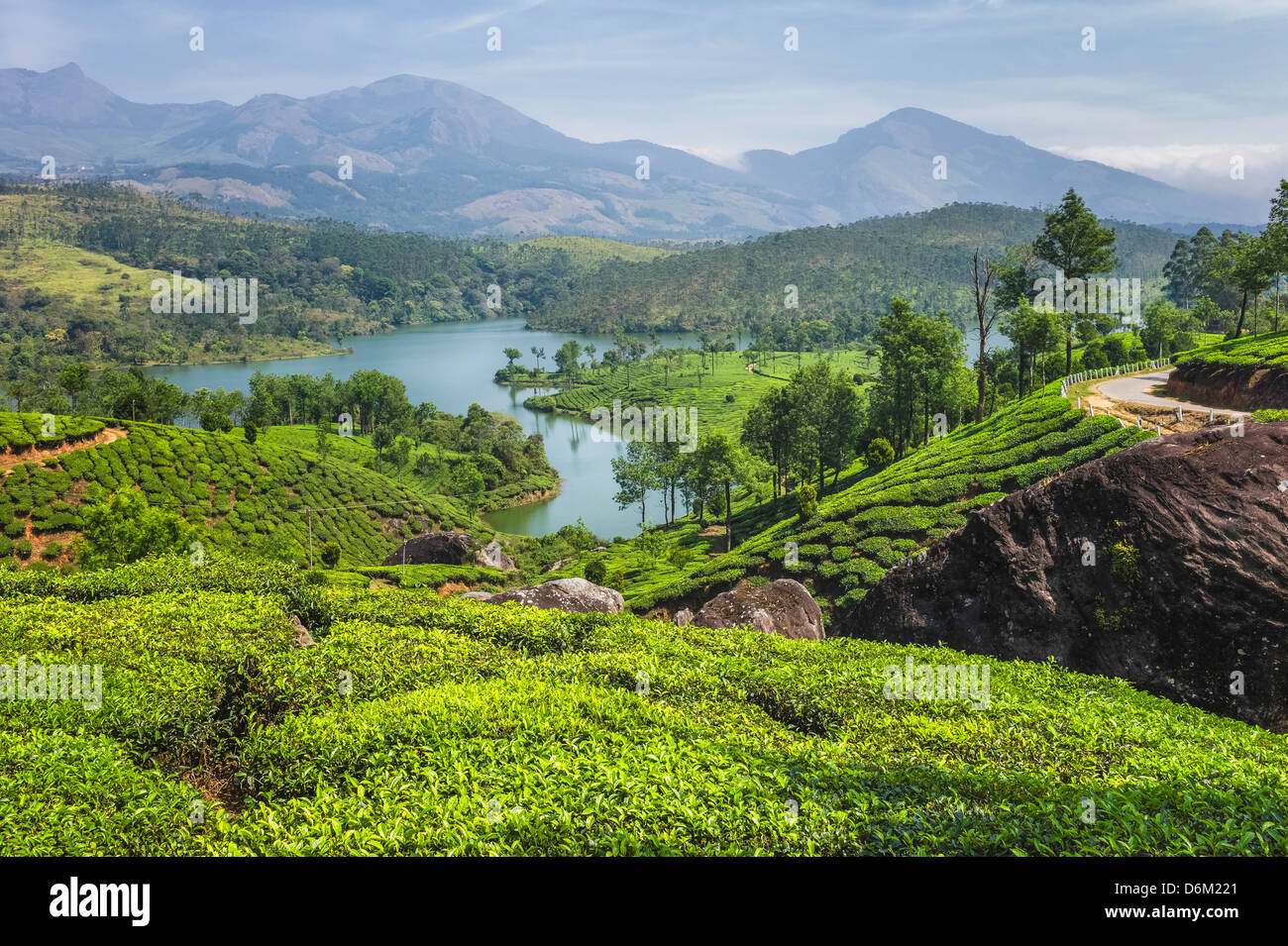 Tea plantation in undulating landscape with Kannan Devan Hills as ...