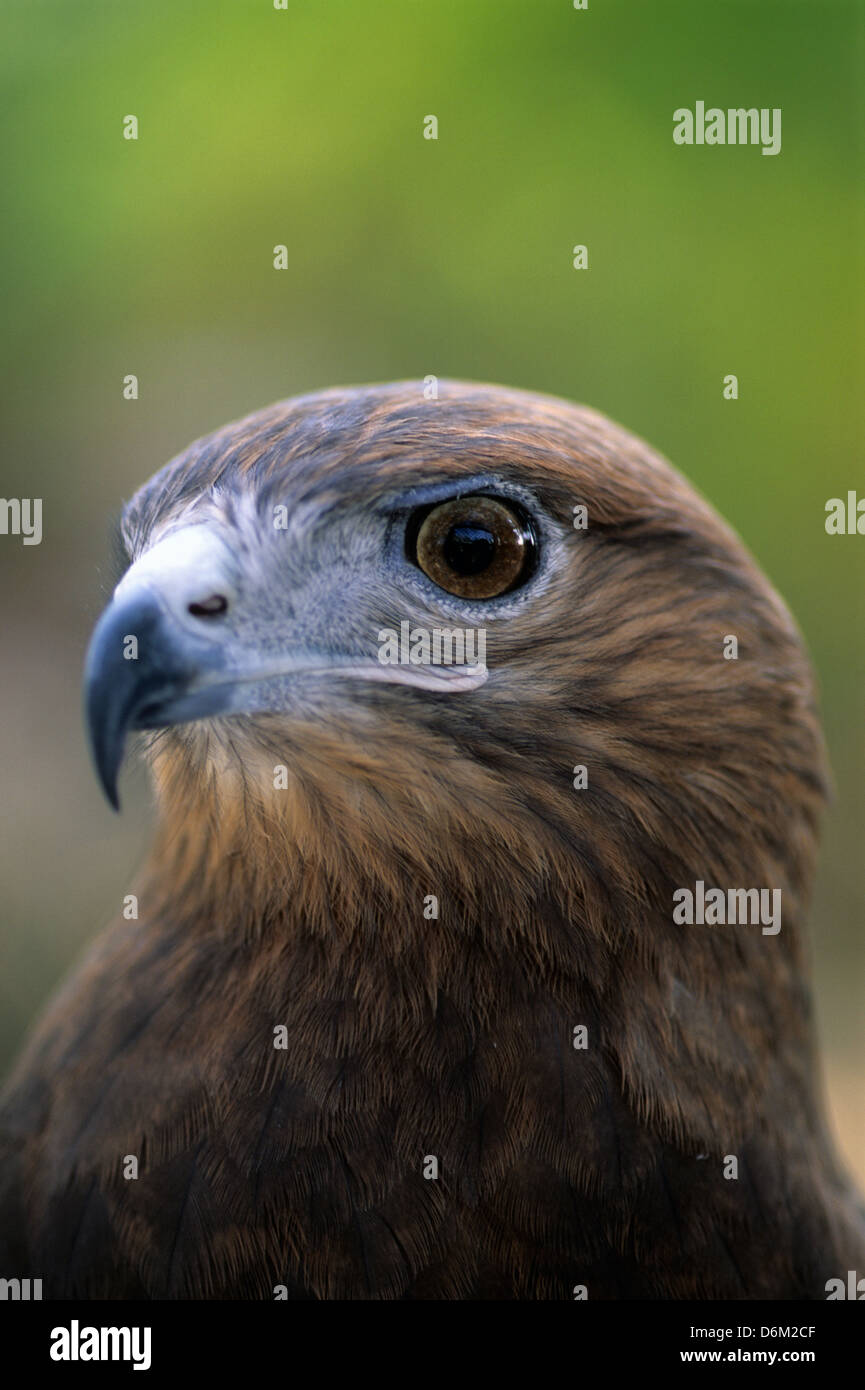 Wildlife, Bird of prey, Red-tailed hawk (headshot Stock Photo - Alamy