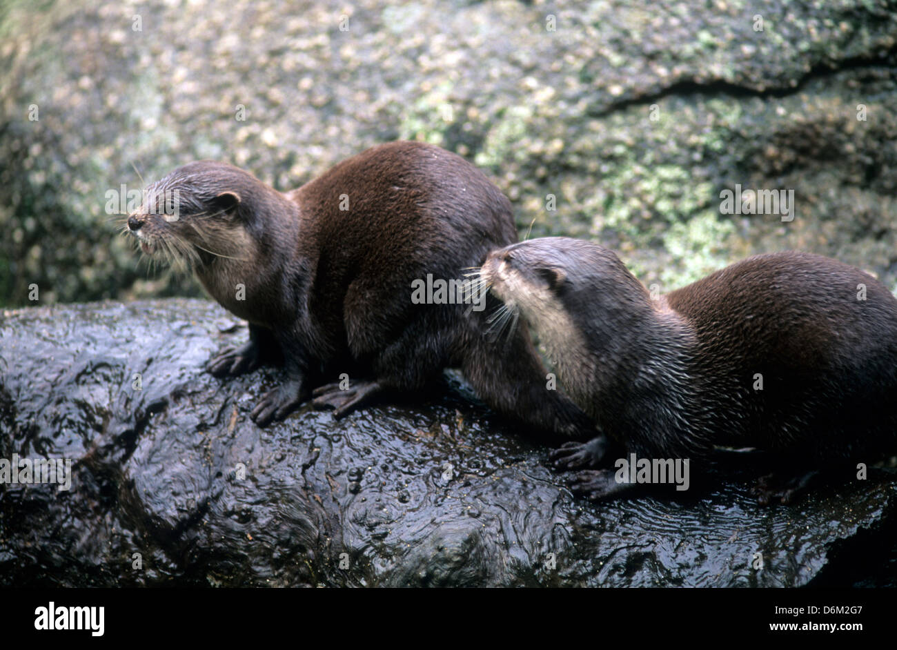 Wildlife, Otters taken at Melbourne zoo, Australia Stock Photo - Alamy