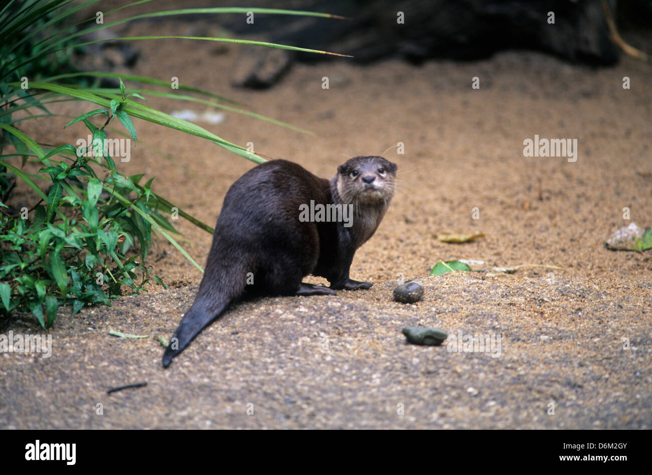 Wildlife, Otters taken at Melbourne zoo, Australia Stock Photo - Alamy