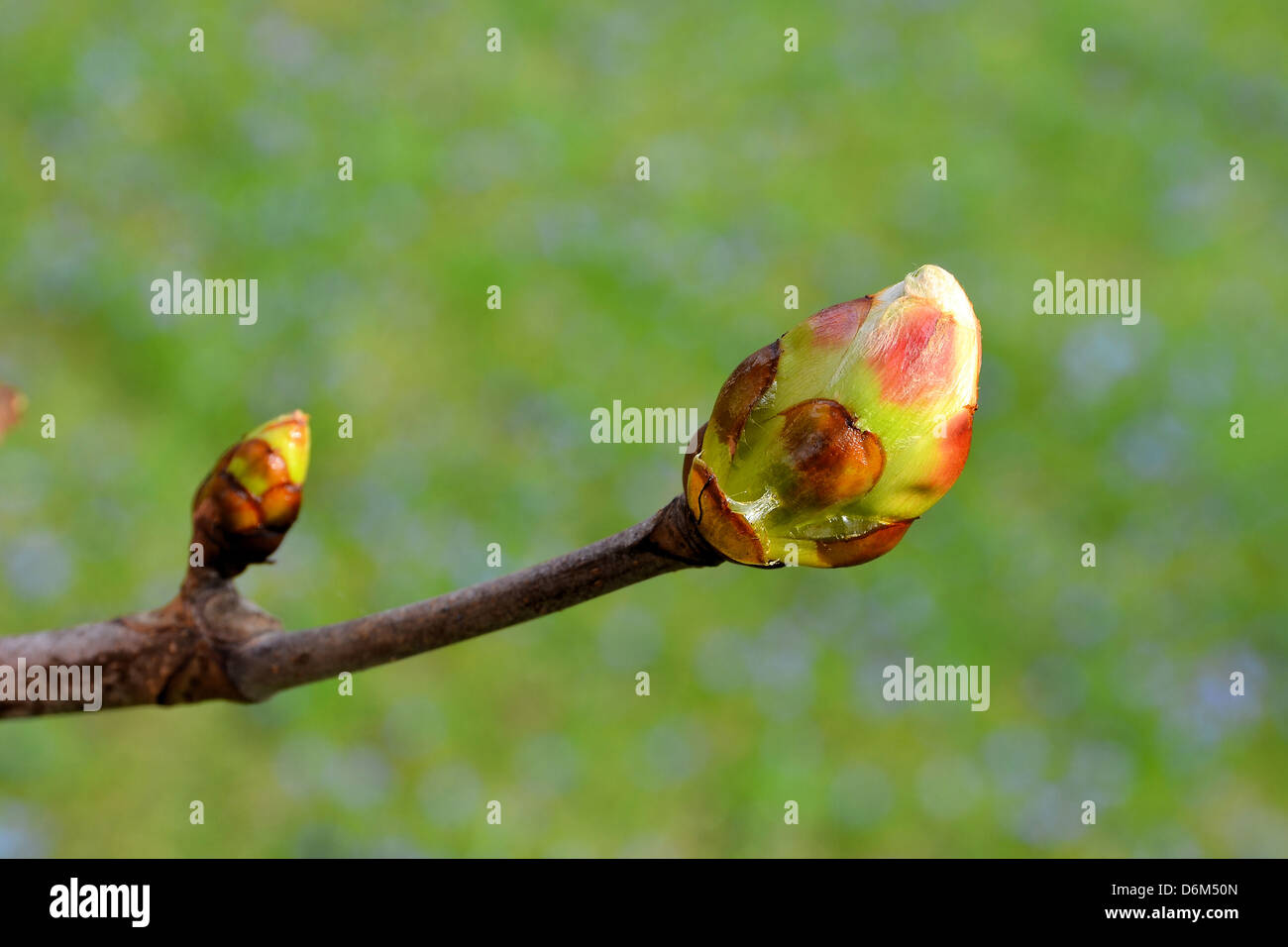 Bud of a chestnut tree in spring Stock Photo - Alamy