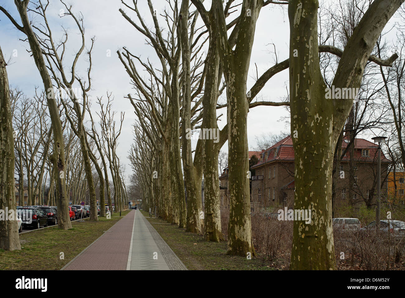 Berlin, Germany, in the cut plane Puschkinallee in Berlin-Alt-Treptow ...
