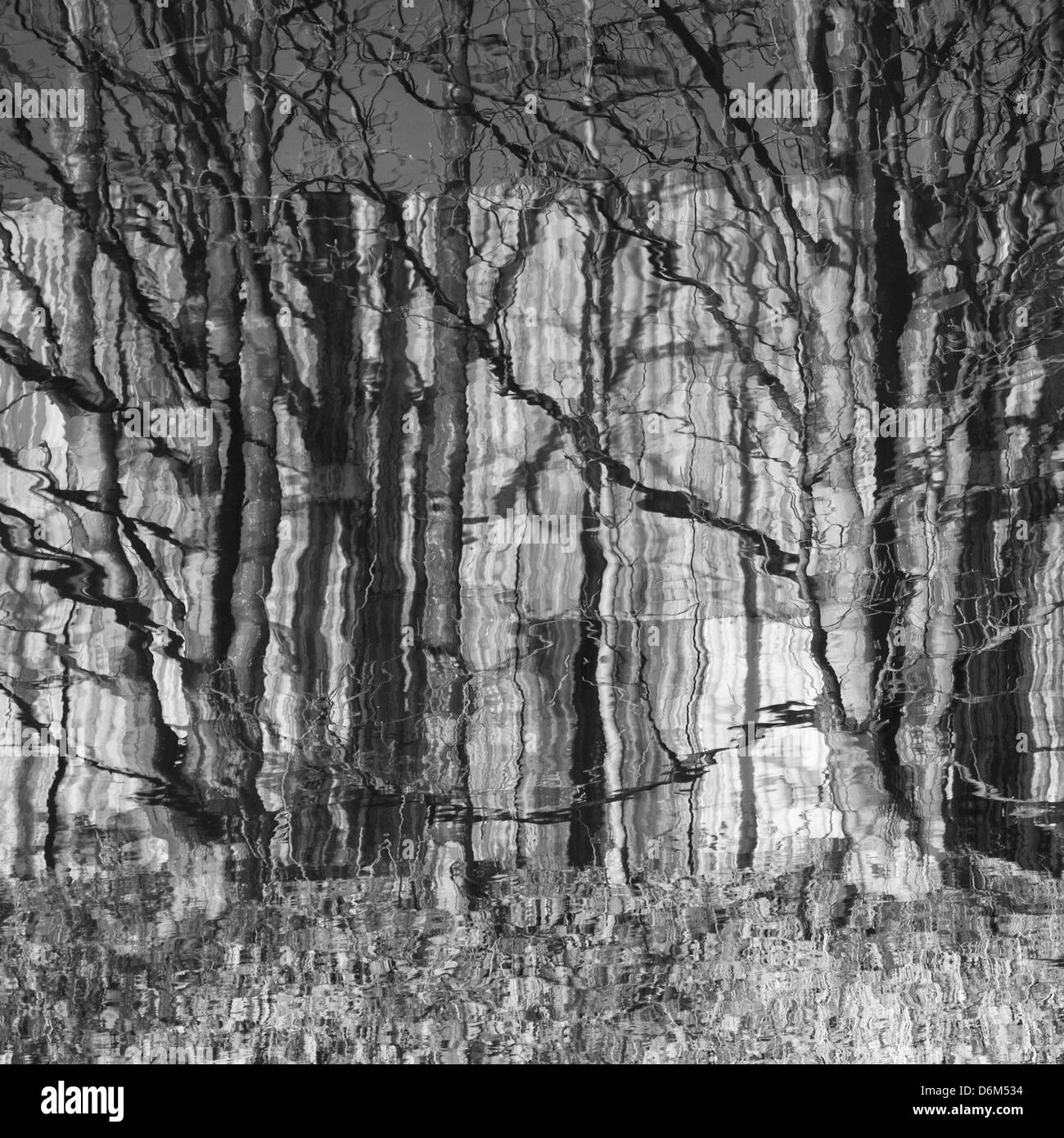 England, West Midlands, Stourbridge Canal. Trees and fence reflected in ...
