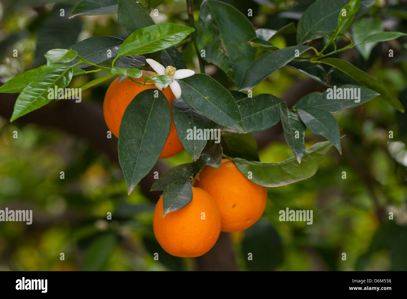Cyprus orange tree oranges hi-res stock photography and images - Alamy