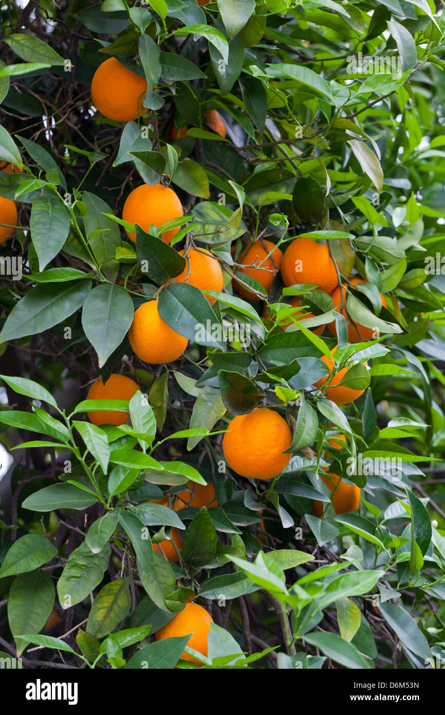 Blooming orange tree with fruits on orange farm Stock Photo - Alamy