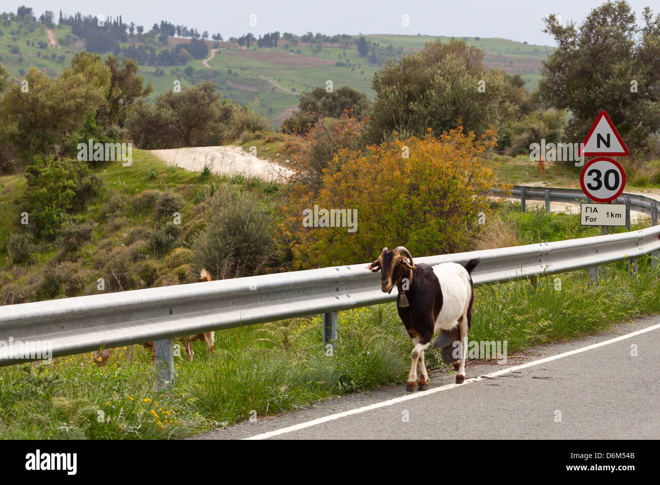 Cyprus - goat on the road Stock Photo - Alamy