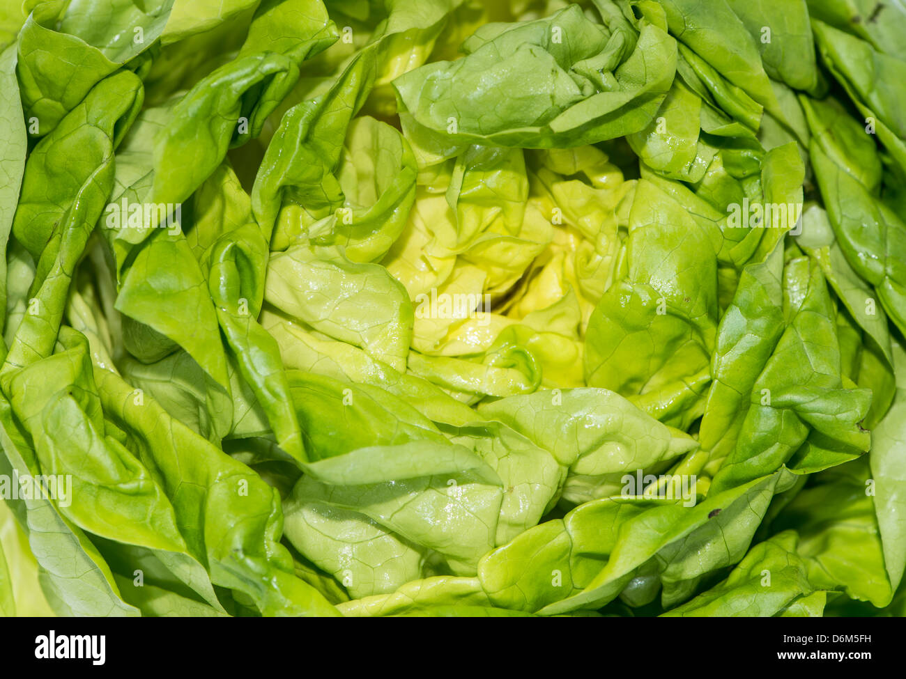 Lettuce macro hi-res stock photography and images - Alamy