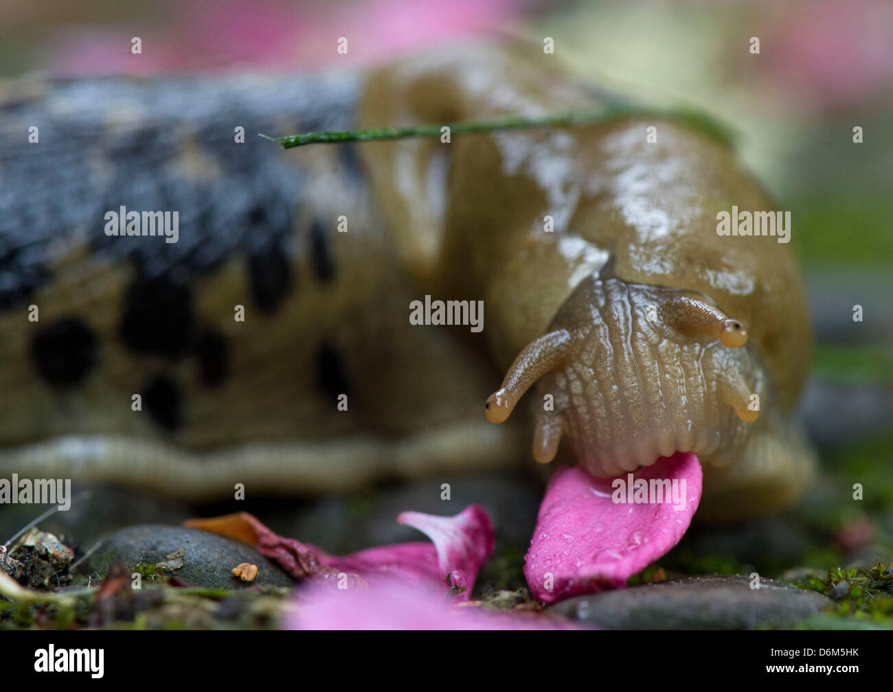 Second largest slug hi-res stock photography and images - Alamy