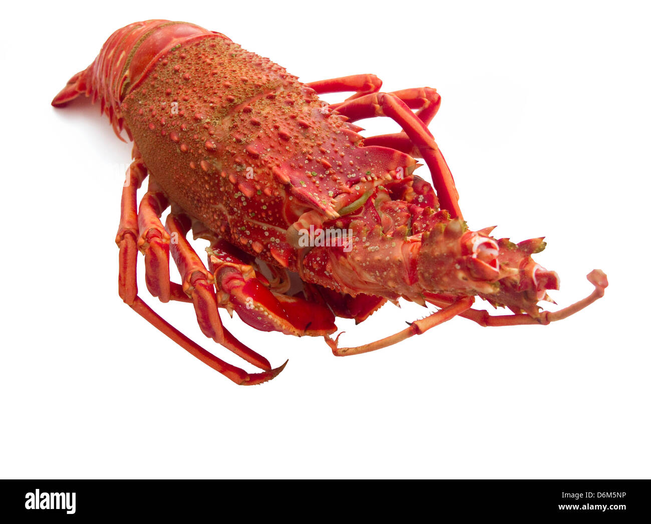 Cooked Red Lobster isolated on white background Stock Photo - Alamy