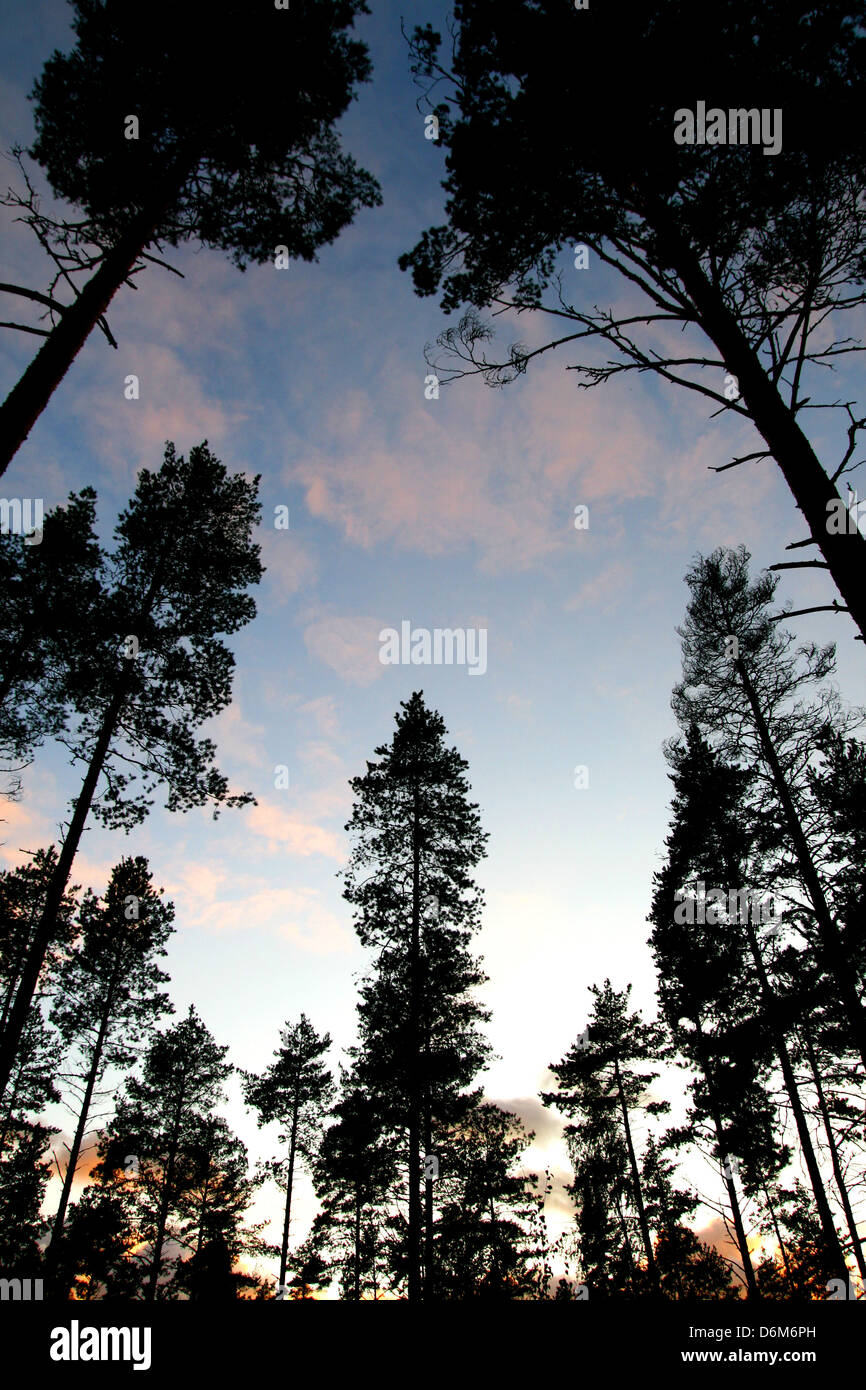 Silhouette of tree on sunset sky Stock Photo - Alamy