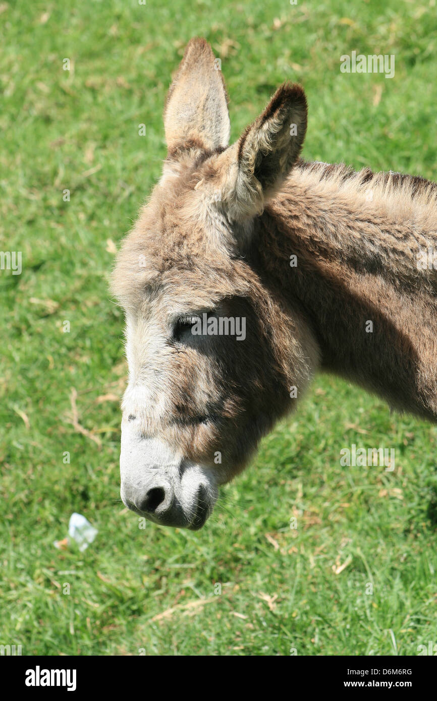 A donkey standing in a pasture on a farm in Cotacachi, Ecuador Stock ...
