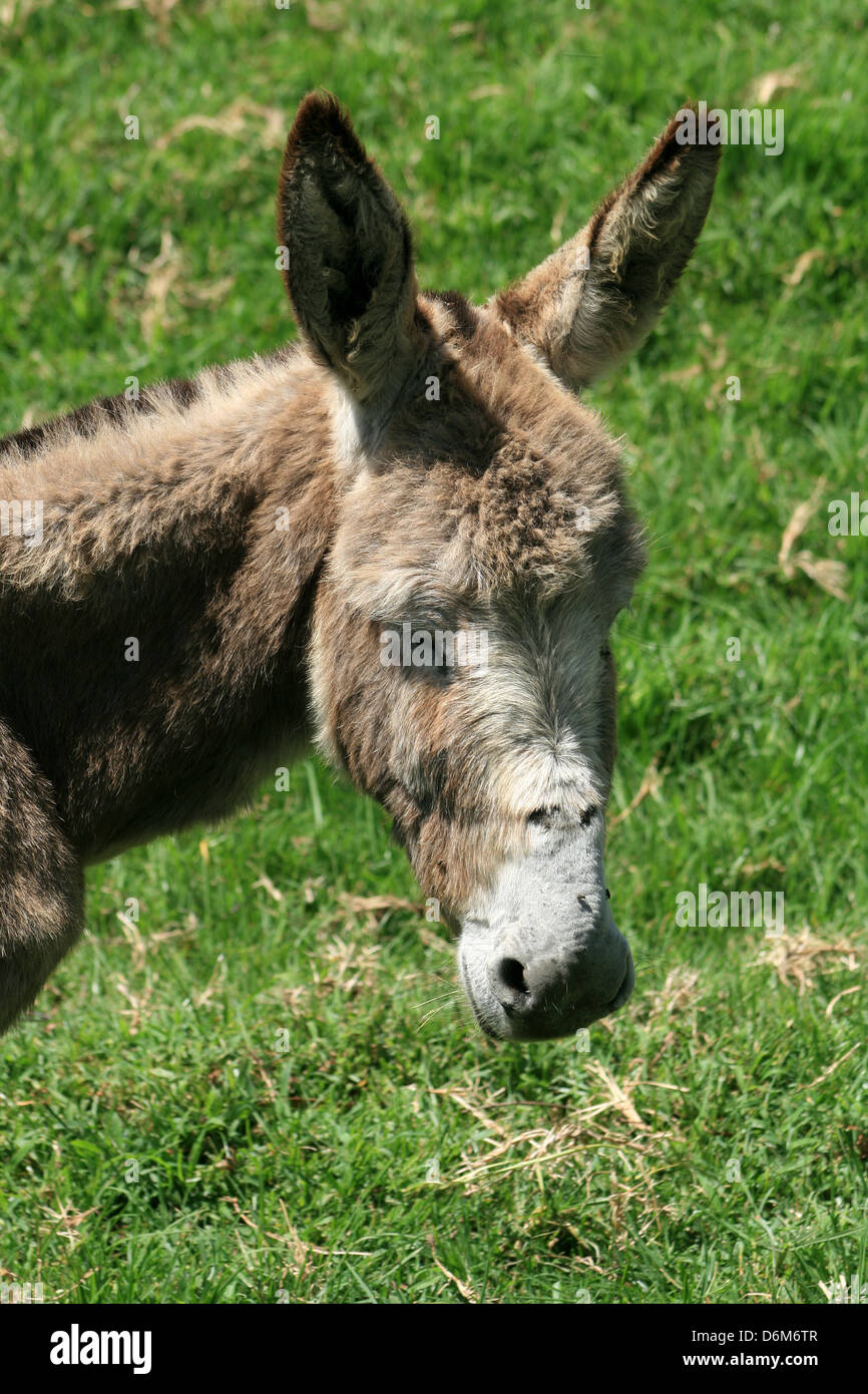 A donkey standing in a pasture on a farm in Cotacachi, Ecuador Stock ...