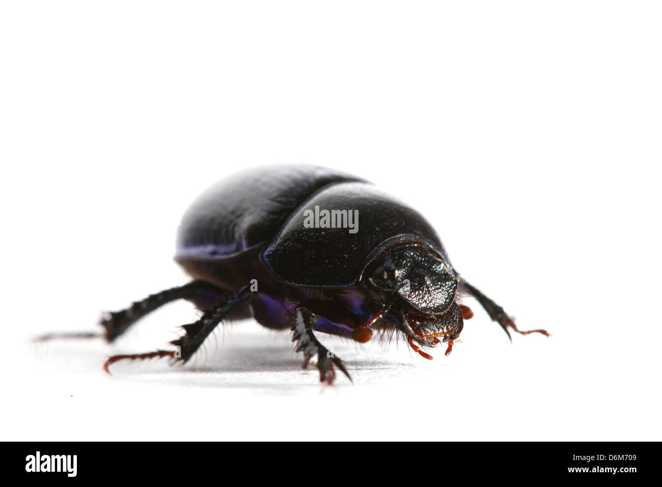 isolated bug on white background Stock Photo - Alamy