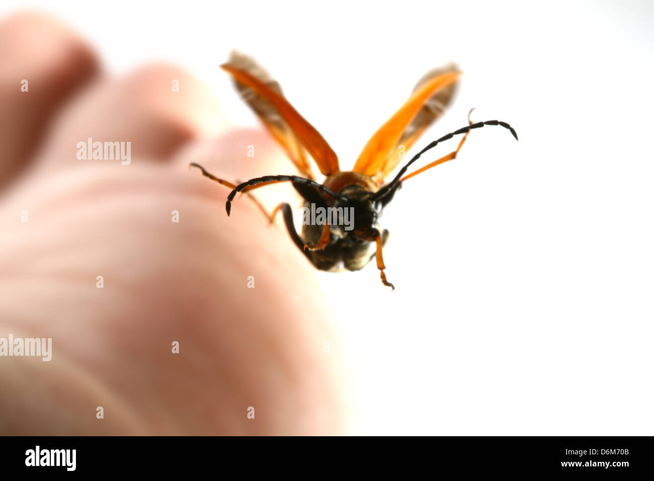 bug on white background fly to you Stock Photo - Alamy
