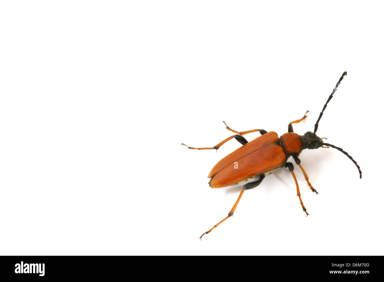 isolated bug on white background Stock Photo - Alamy