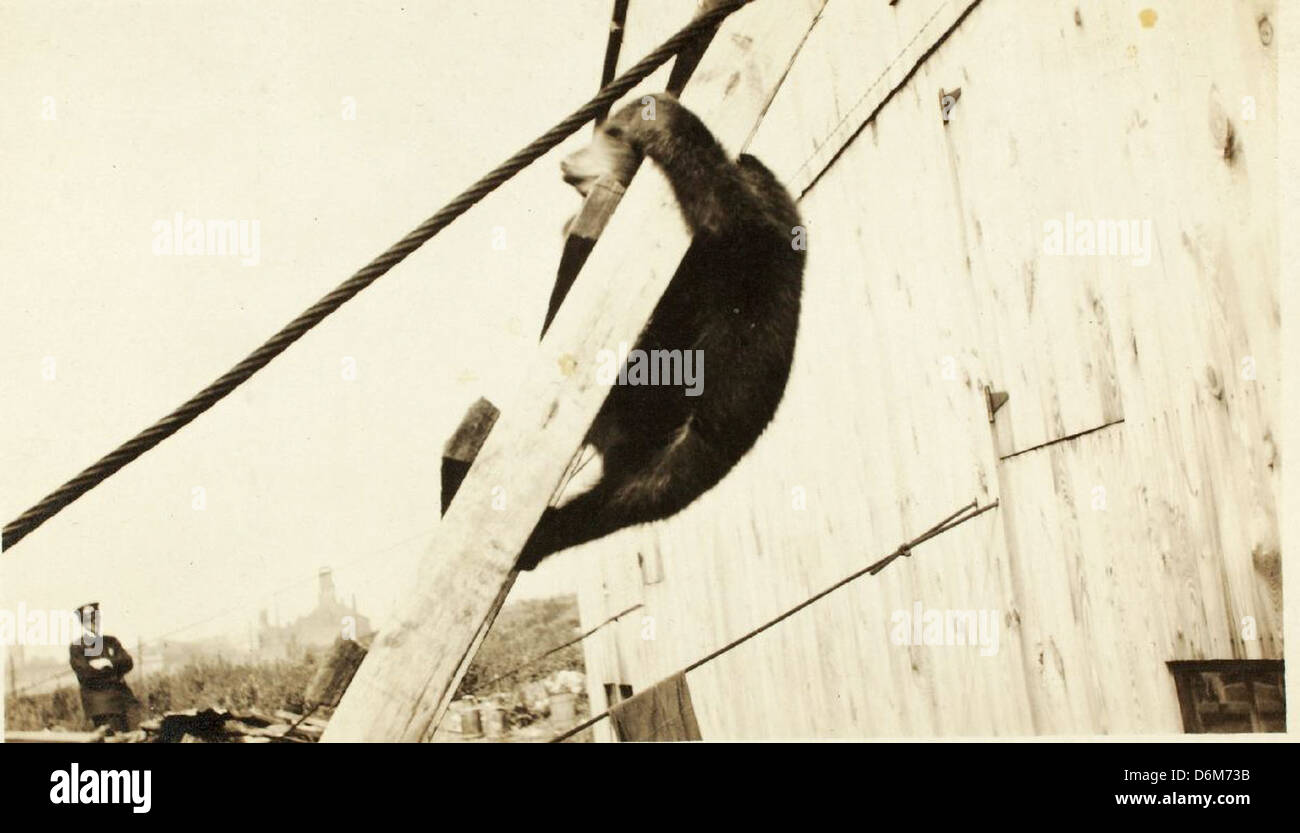This photograph from Harold Kantner's collection features a bear cub in ...