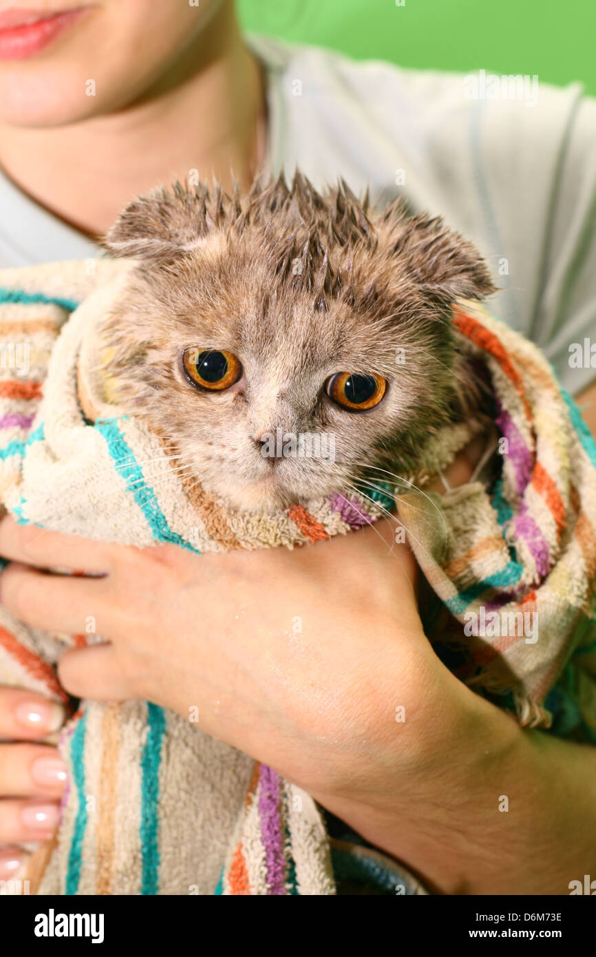 wash cat under water wet Stock Photo - Alamy
