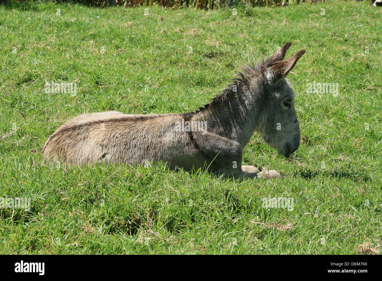 A donkey lying in a field of grass on a farm in Cotacachi, Ecuador ...