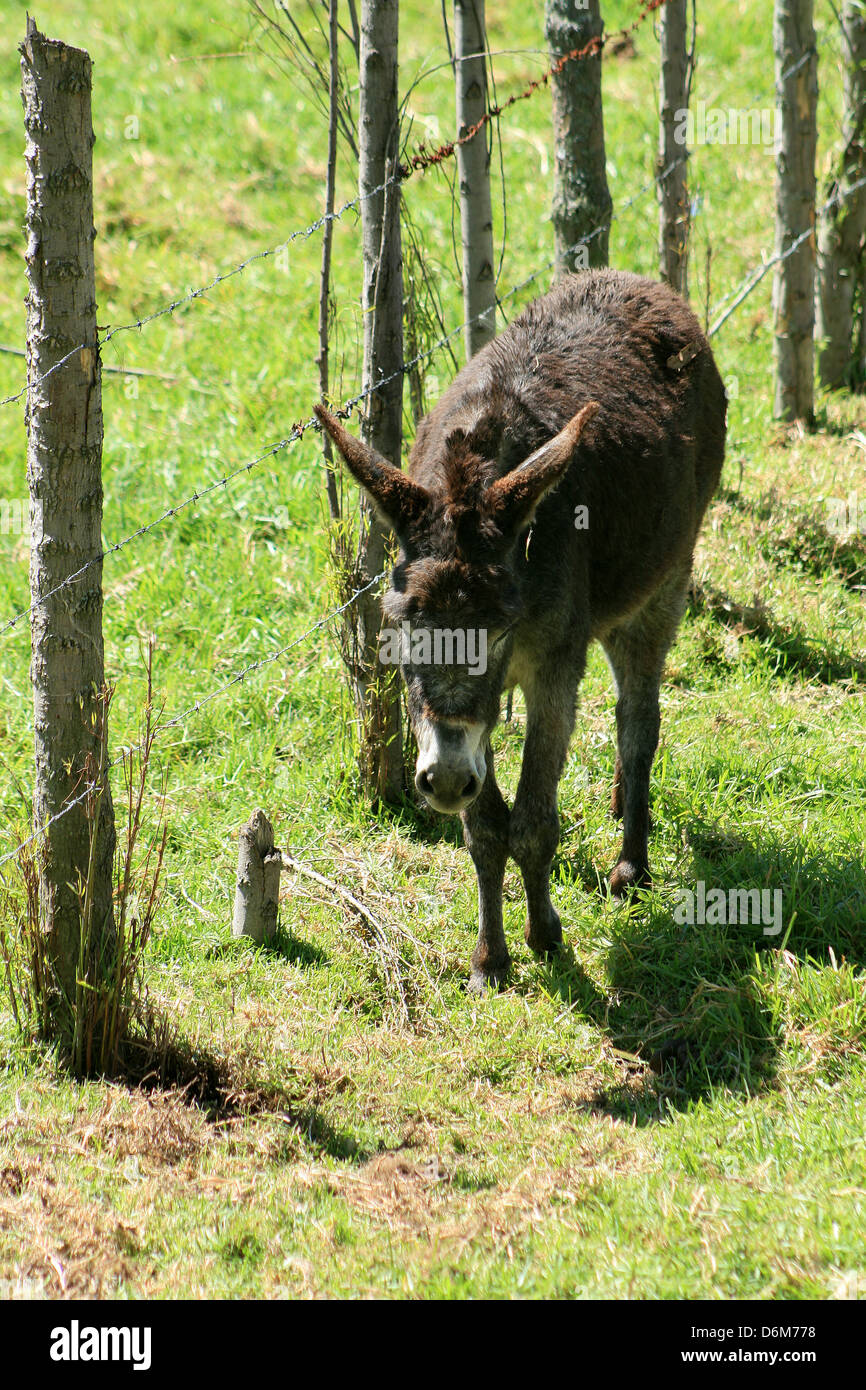 A donkey walking next to a barbed wire fence in a farmers pasture in ...