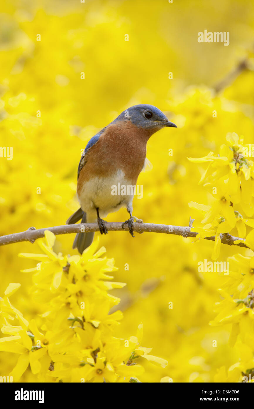 Eastern Bluebird perching in Forsythia Blossoms - vertical bird ...