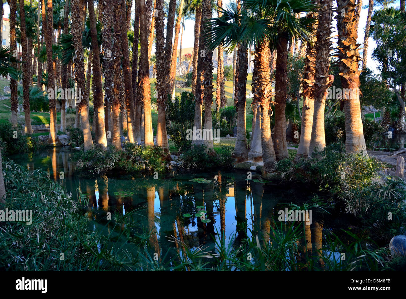 Palm trees around a pool at the oasis of Furnace Creek. Death Valley ...
