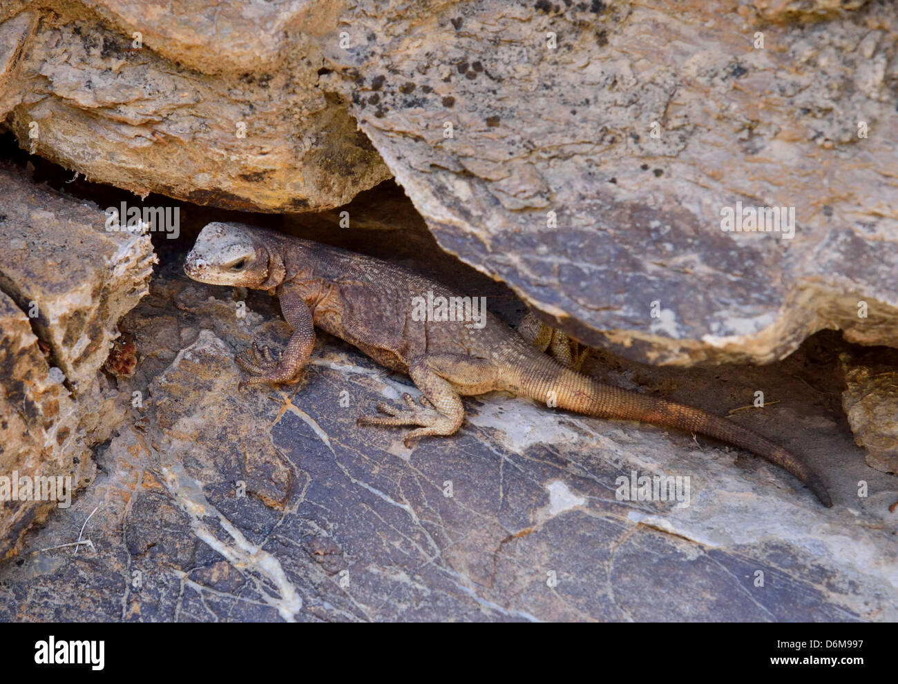A Chuckwalla lizard (Sauromalus ater) hides inside a rock crevice ...