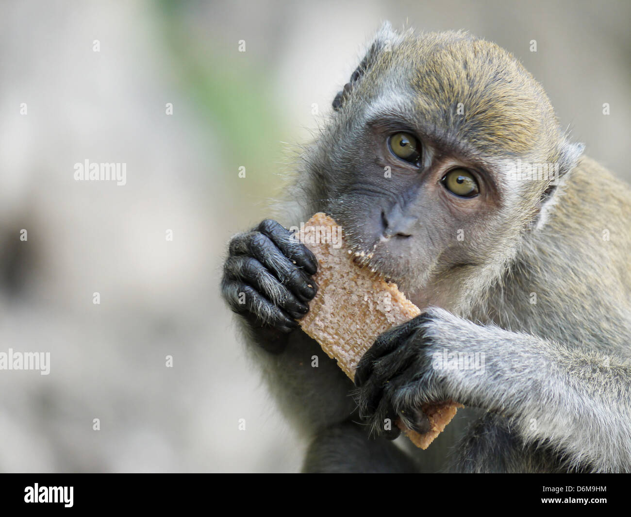Portrait of a Monkey Eating Wafer Stock Photo - Alamy
