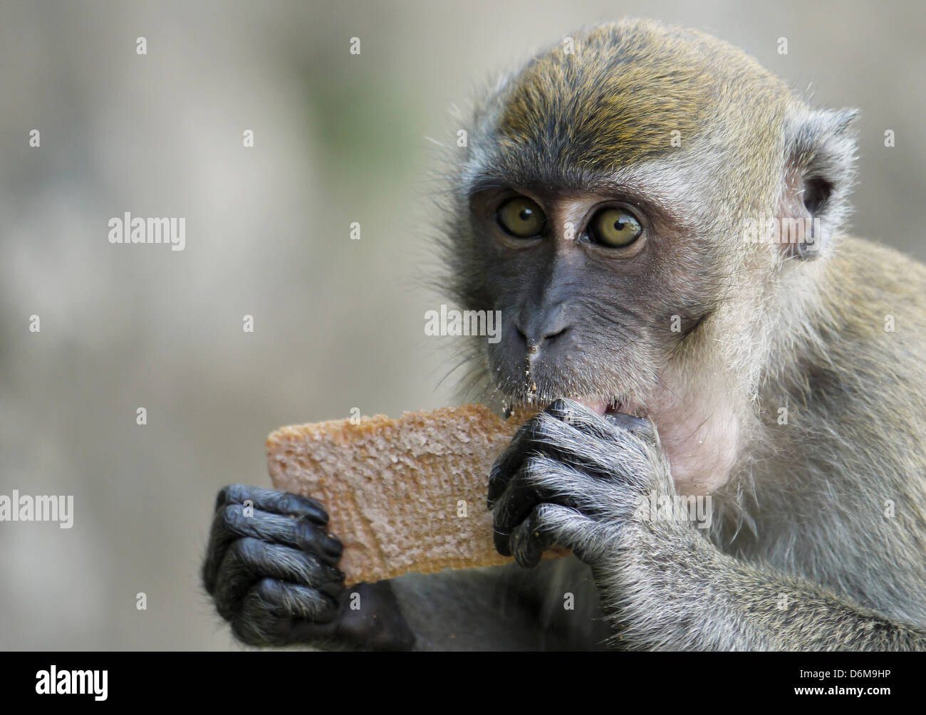 Portrait of a Monkey Eating Wafer Stock Photo - Alamy