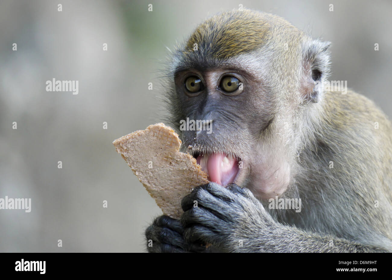 Portrait of a Monkey Eating Wafer Stock Photo - Alamy