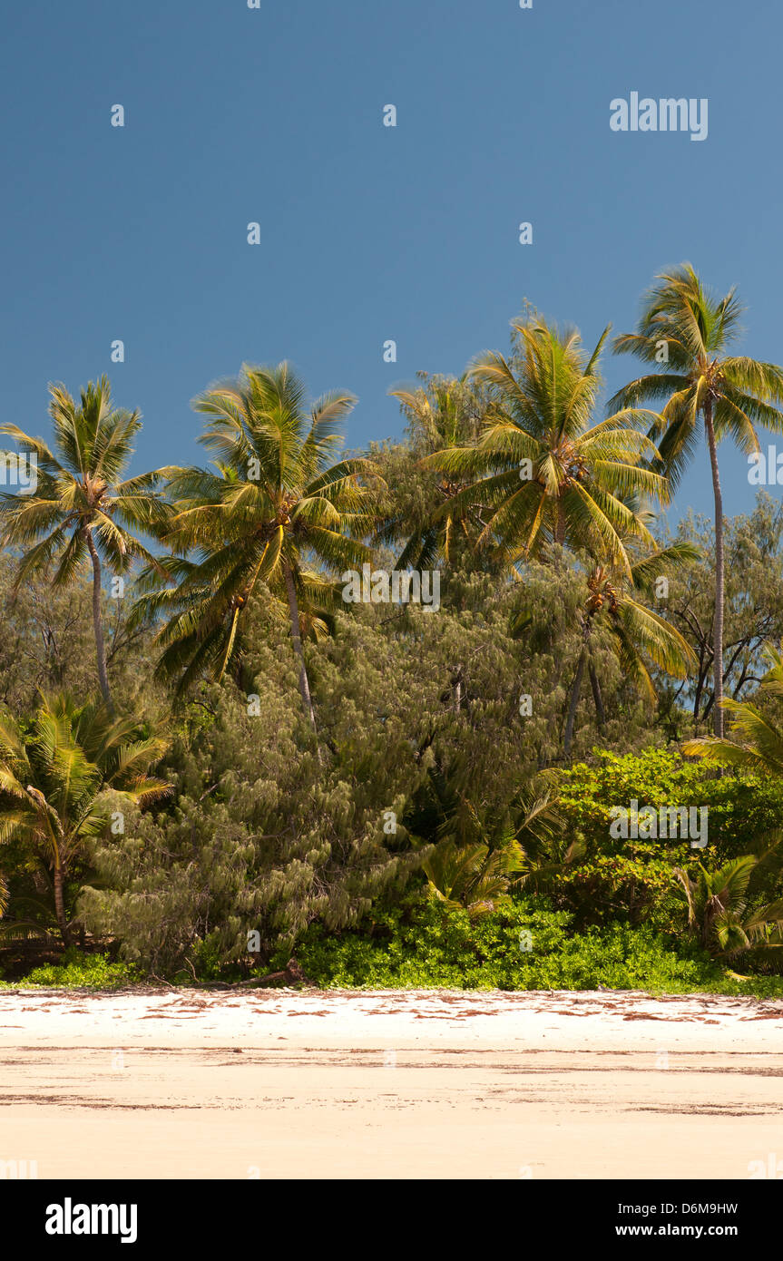 beach at Port Douglas, Far North Queensland, Australia Stock Photo - Alamy