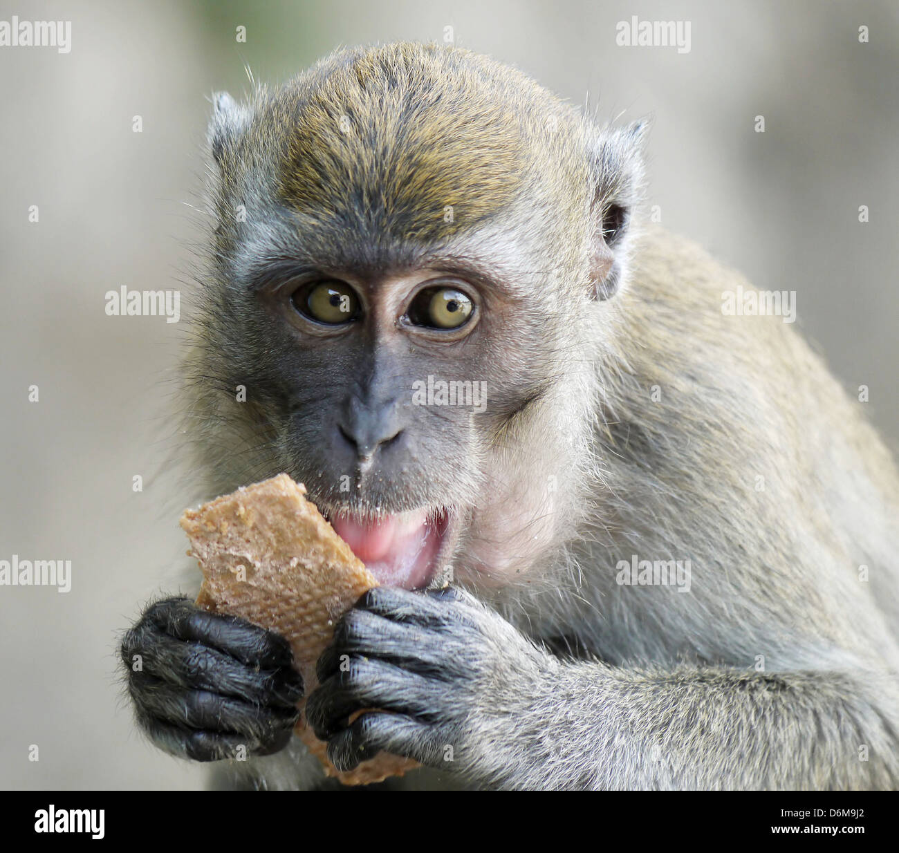 Portrait of a Monkey Eating Wafer Stock Photo - Alamy
