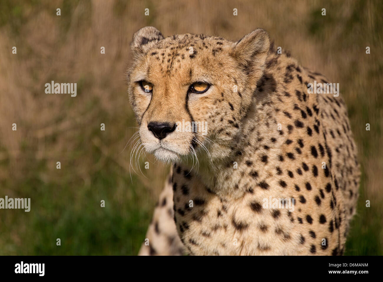 Cheetah close up portrait hi-res stock photography and images - Alamy