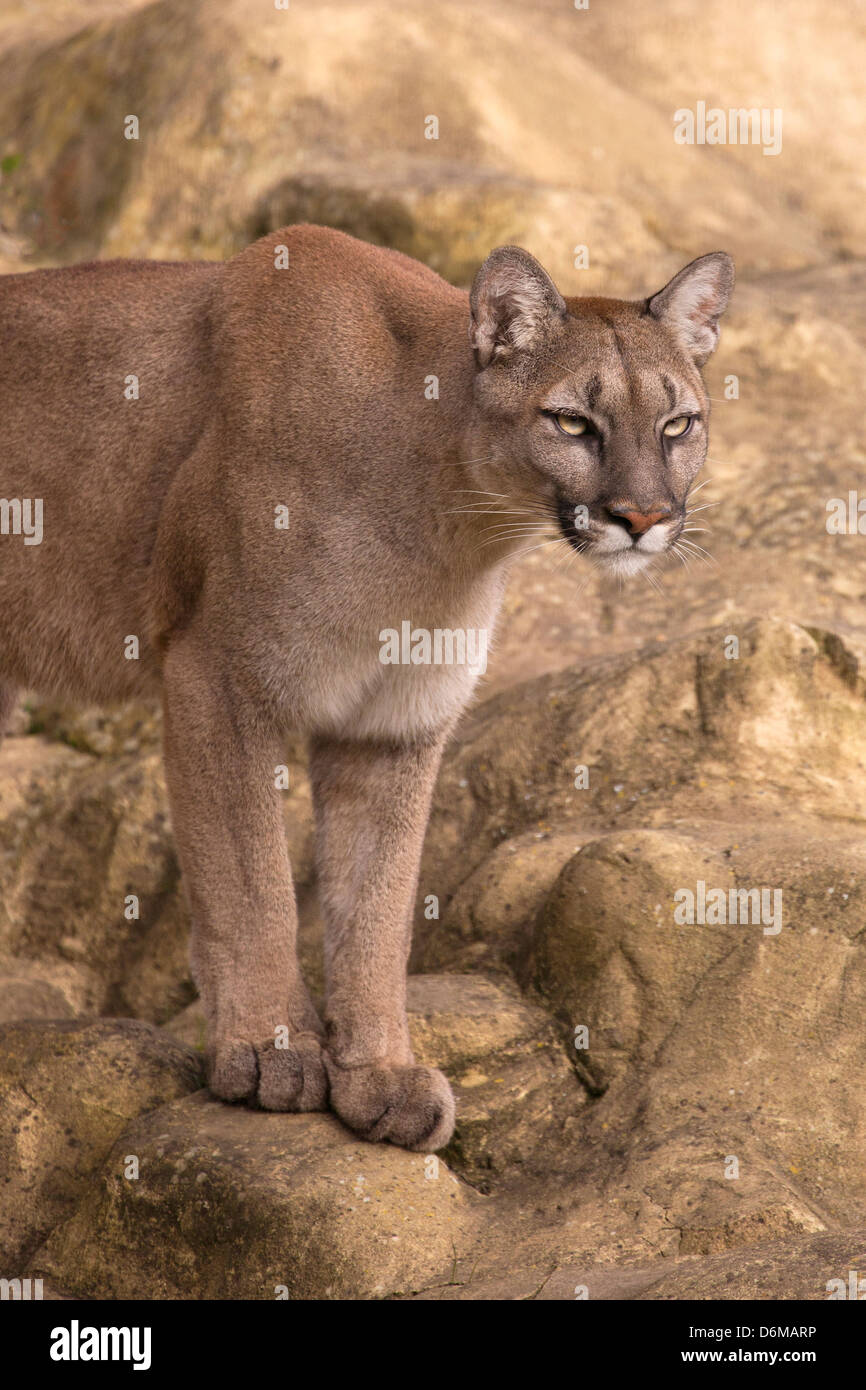 Puma hi-res stock photography and images - Alamy