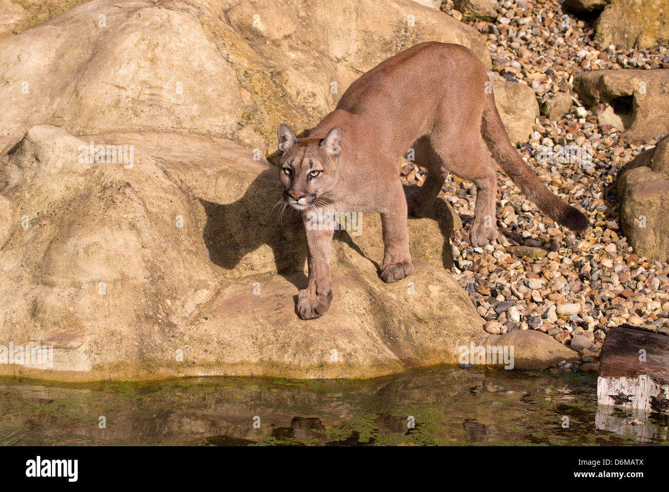 Rock of the puma hi-res stock photography and images - Alamy