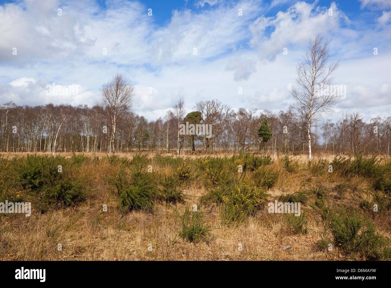Gorse, Ulex europaea, and birch trees on a lowland heath in a ...