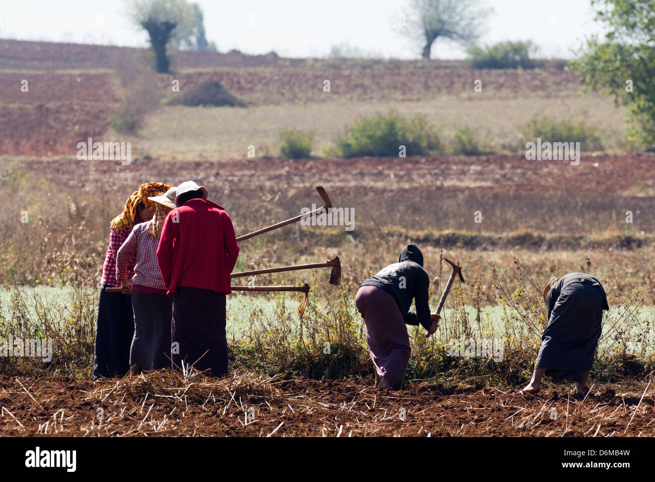 Workers in the fields outside Pindaya, Myanmar Stock Photo - Alamy