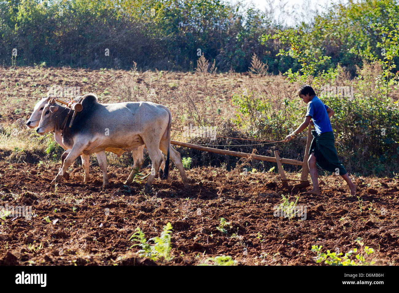 Ox-drawn plow in the fields outside Pindaya, Myanmar 3 Stock Photo - Alamy