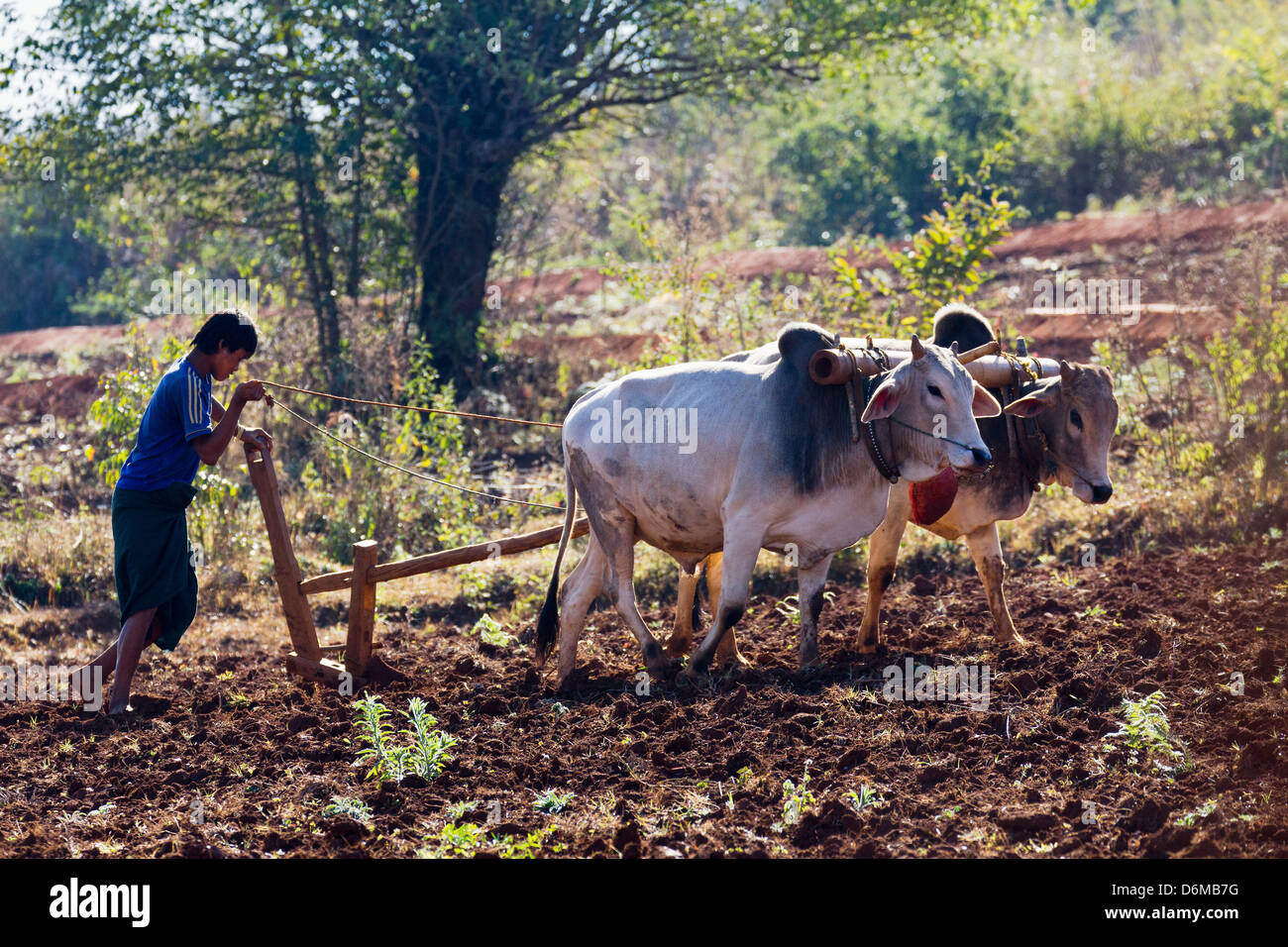 Ox drawn plow hi-res stock photography and images - Alamy